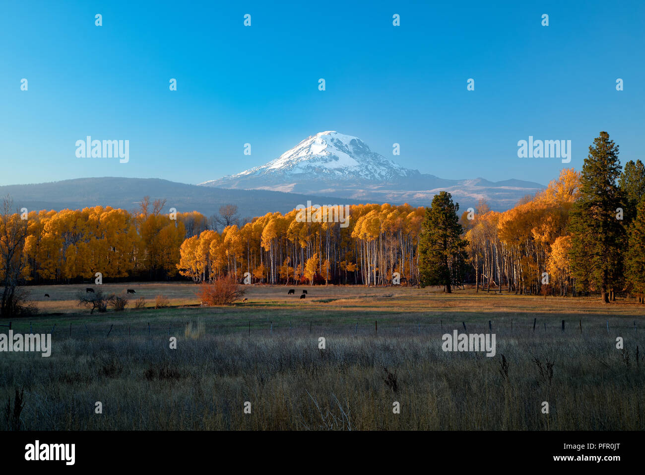 Mount adams autumn aspen trees hi-res stock photography and images - Alamy