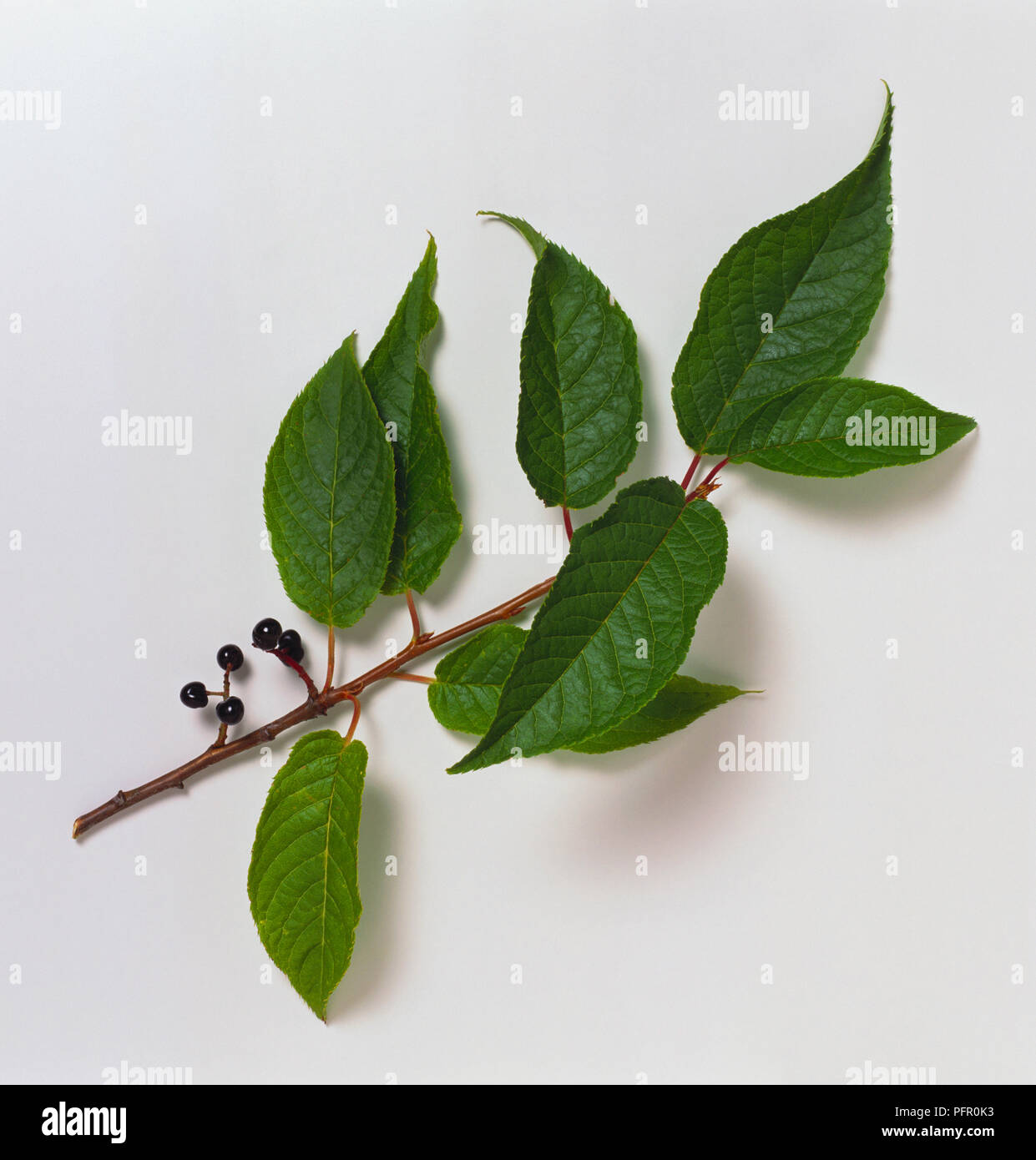 Prunus maackii (Manchurian cherry), stem with leaves and fruits Stock ...