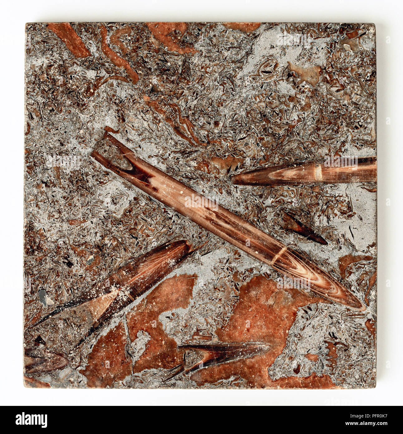 Belemnite fossilised in limestone, Jurassic-Cretaceous era Stock Photo ...