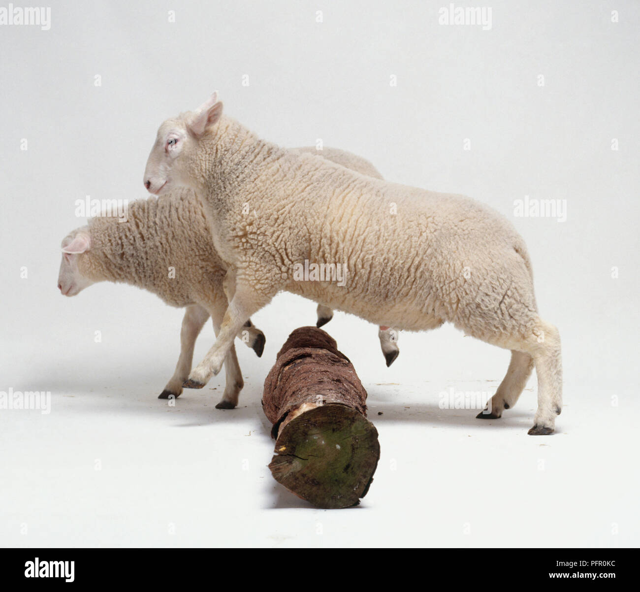 Two sheep jumping over log, side view Stock Photo - Alamy