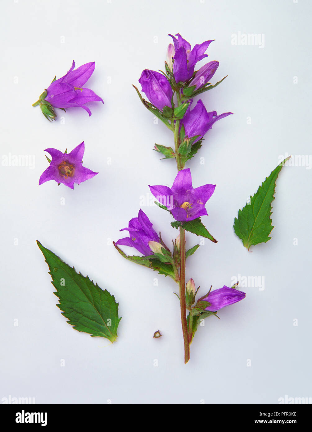 Campanula trachelium (Nettle-leaved bellflower), stem with leaves and ...
