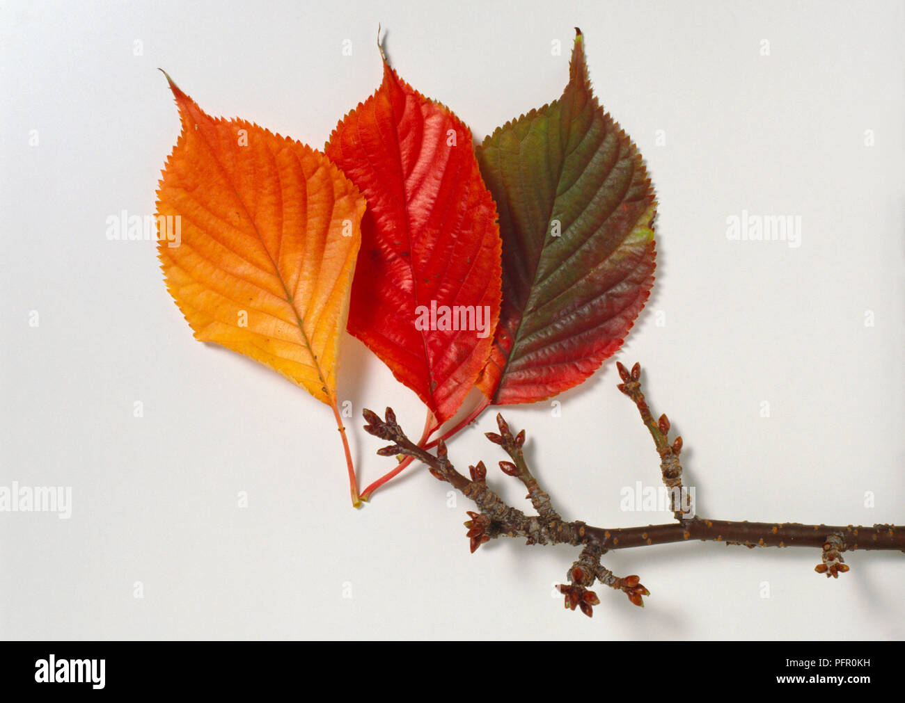 Autumn colour background prunus hi-res stock photography and images - Alamy