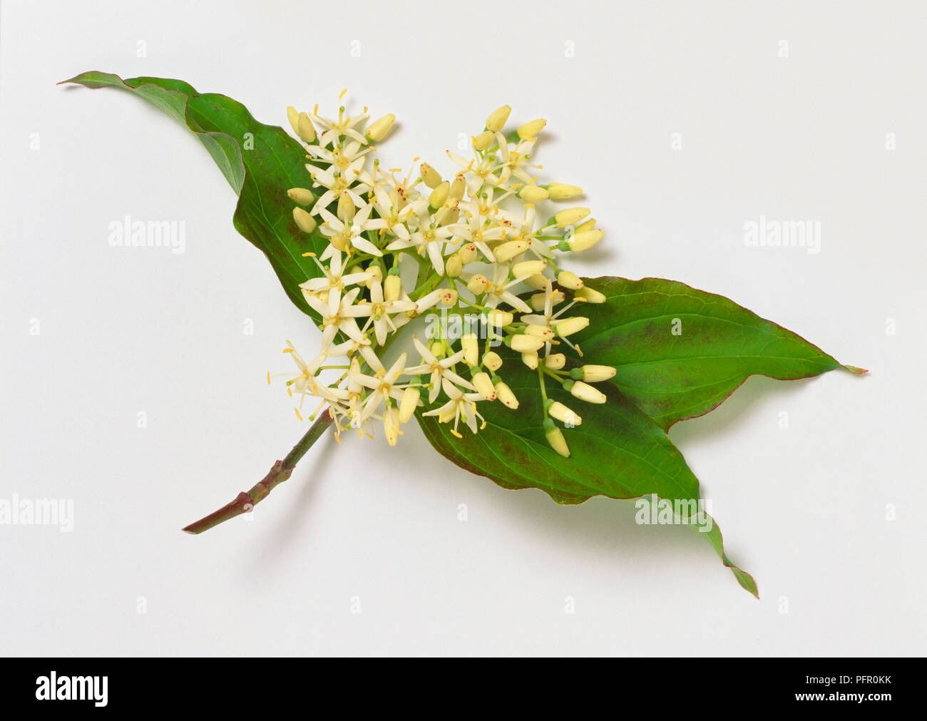 Cornus walteri (Walter's dogwood), stem with leaves and flowers Stock ...