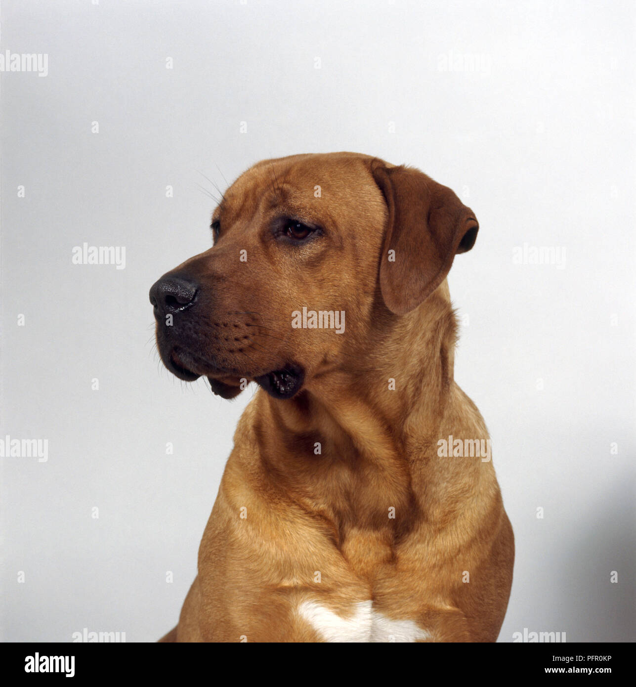 Tosa Inu Stock Photos & Tosa Inu Stock Images - Alamy