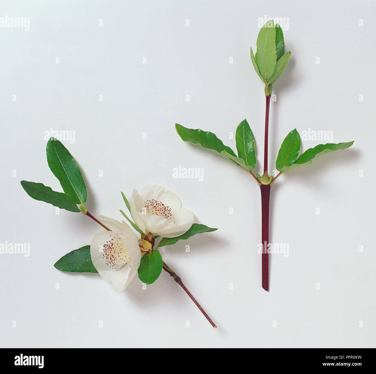 Eucryphia x intermedia rostrevor hi-res stock photography and images ...