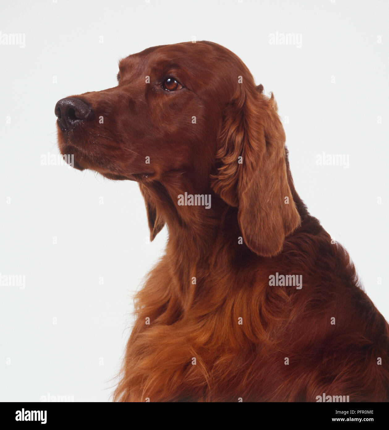 Side view of an Irish Setter's head Stock Photo - Alamy