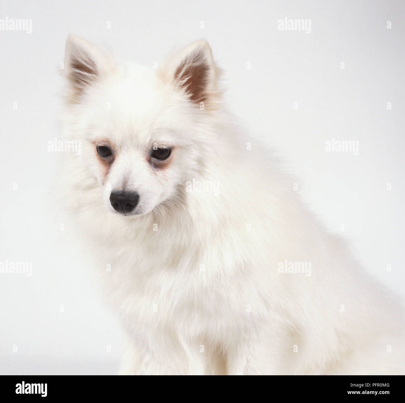 Volpino Italiano Dog, head and shoulders only Stock Photo - Alamy