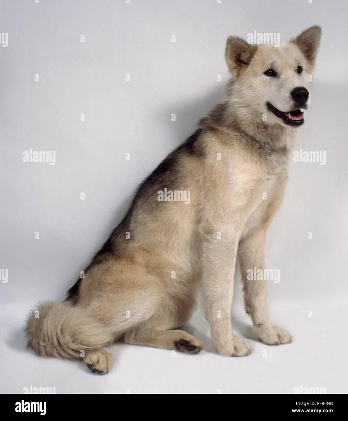 At What Age Is A Greenland Dog Full Grown