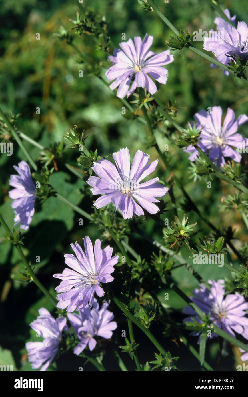 Chichorium intybus (Chicory), pale purple flowers Stock Photo - Alamy