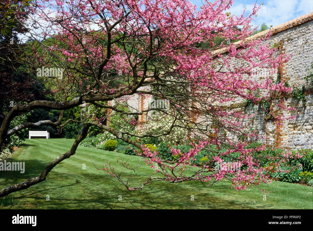 Prunus sp. (Cherry tree), tree in bloom in a garden Stock Photo - Alamy