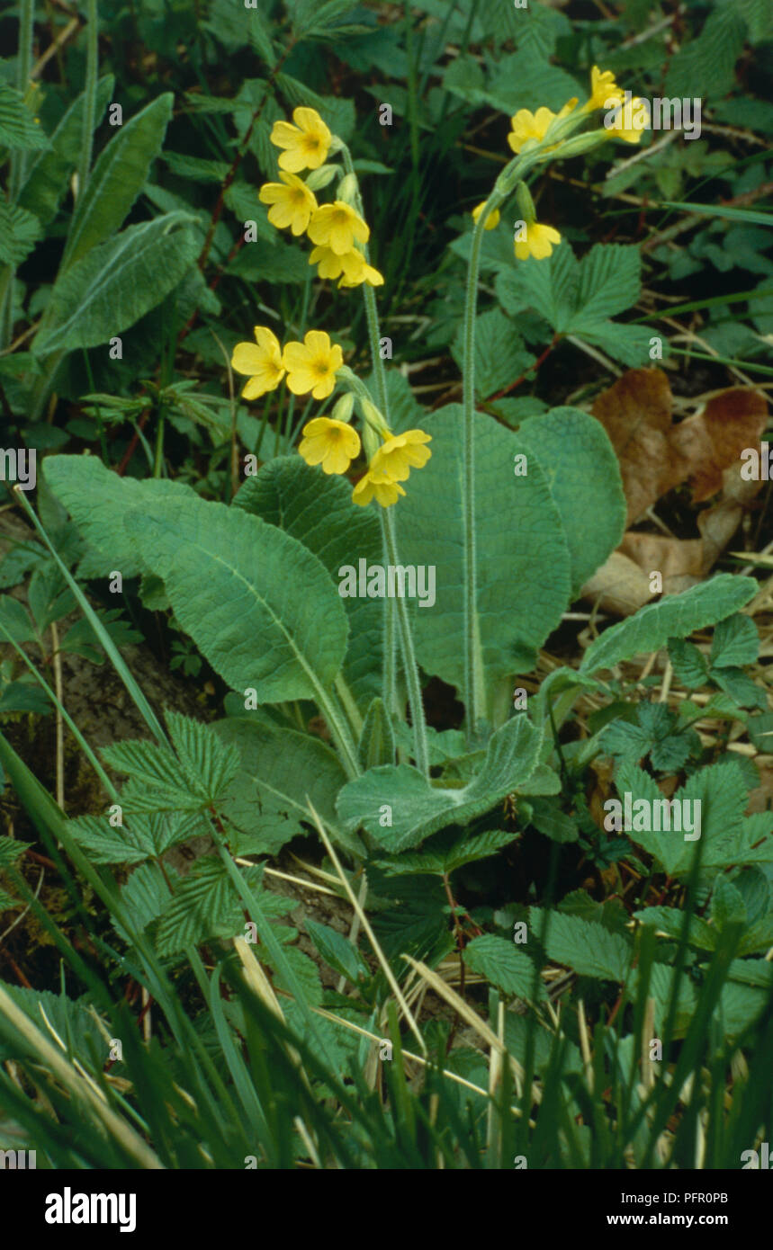 Primula sp. (Primrose), stems of yellow flowers, and green leaves Stock ...