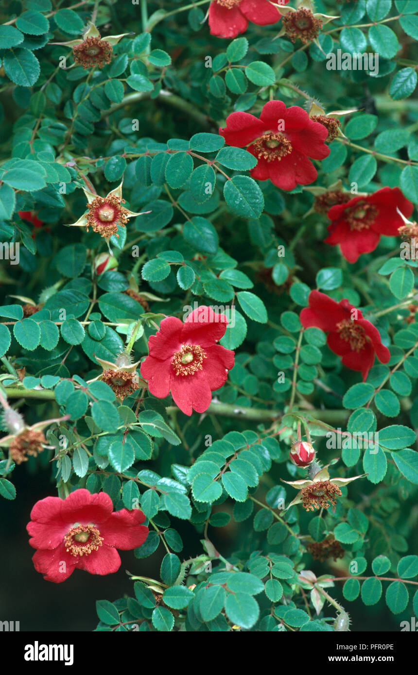 Rose bush uk hi-res stock photography and images - Alamy