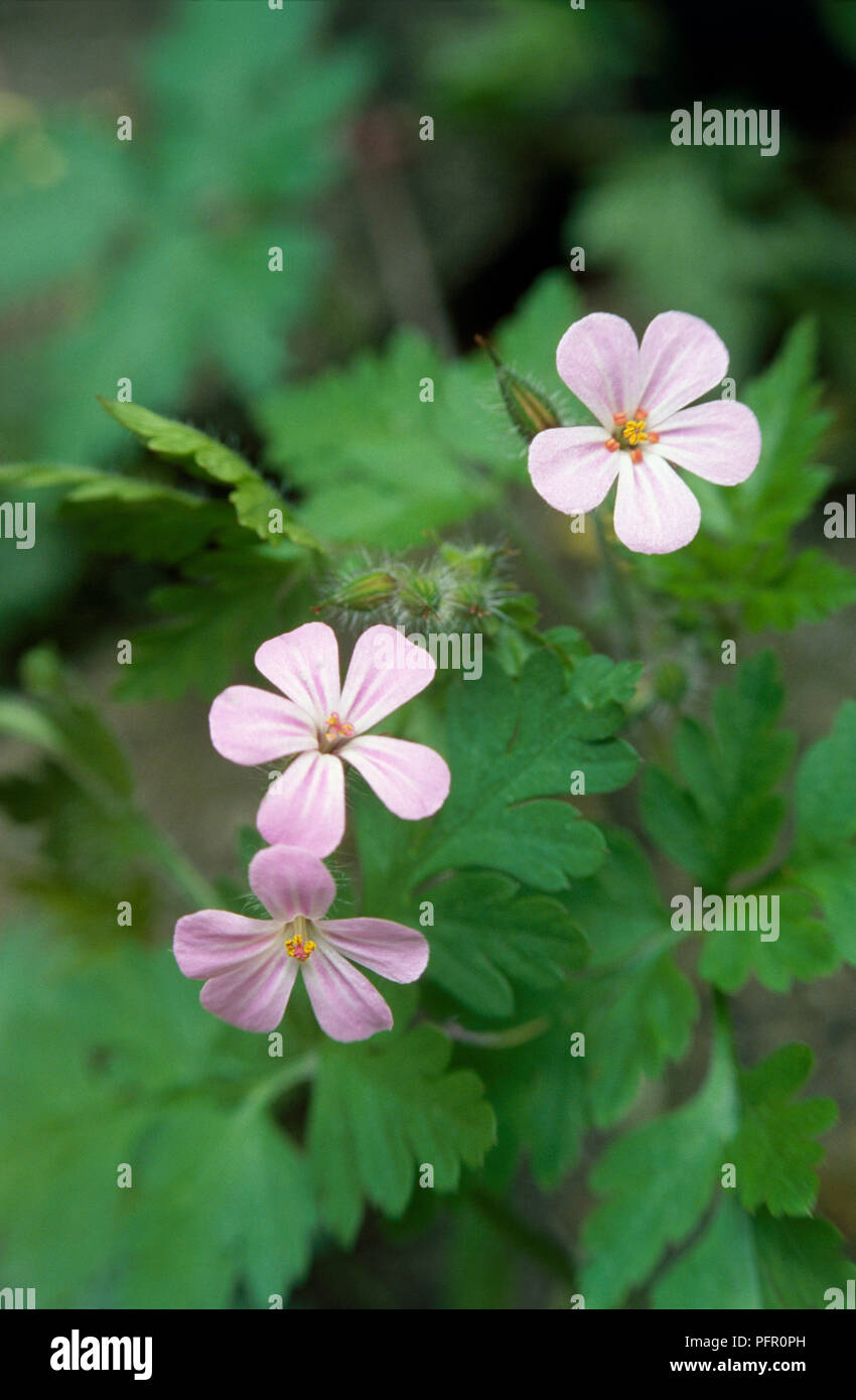 Geranium robertianum (Herb robert), purple-pink flowers and leaves ...