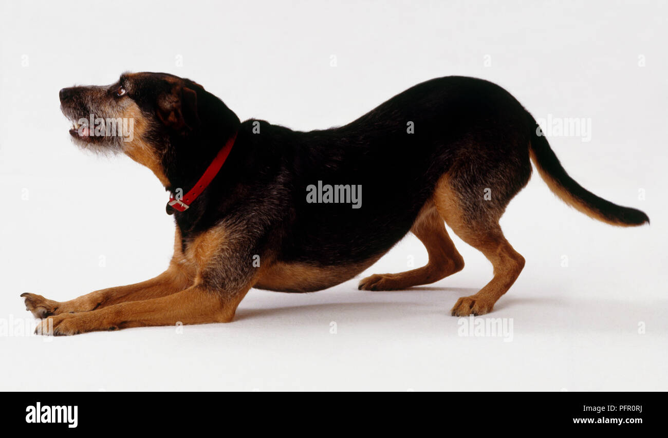 Crouching dog hi-res stock photography and images - Alamy