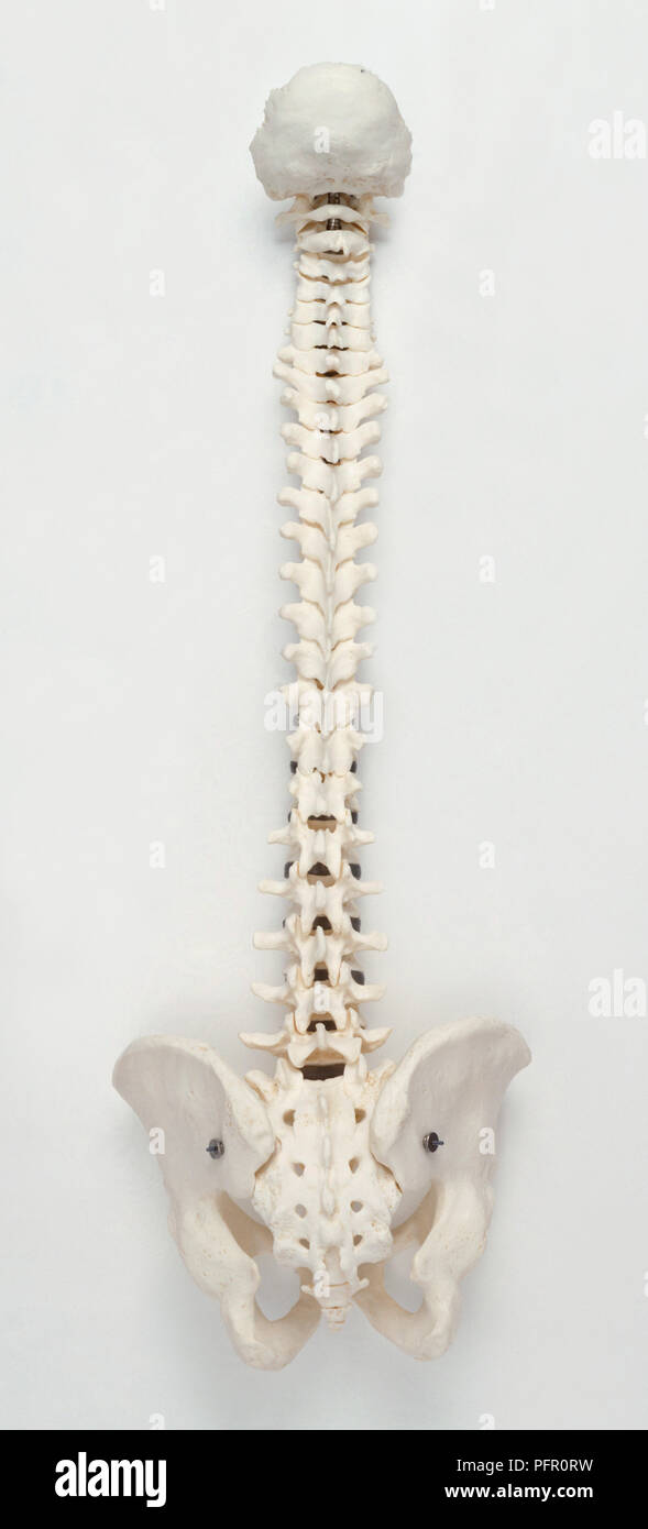 Human Back Bones Skeleton From Rear Showing Backbone And Vertebrae