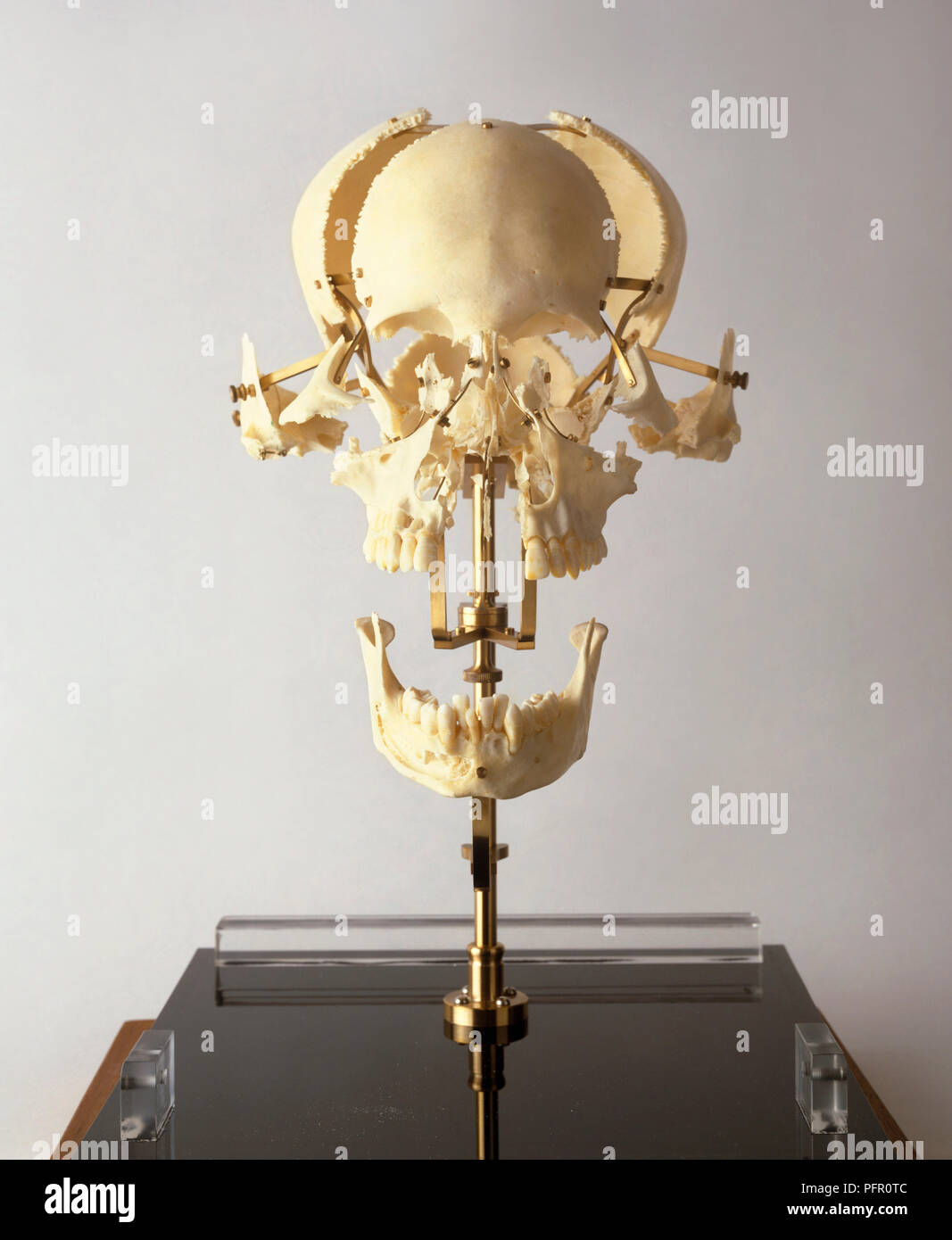 Mounted human hi-res stock photography and images - Alamy