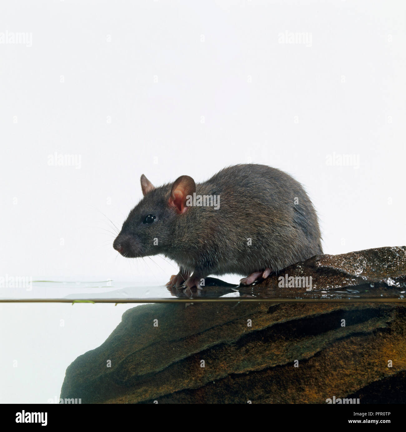 Common Rat (Rattus norvegicus) on rock at edge of water Stock Photo - Alamy