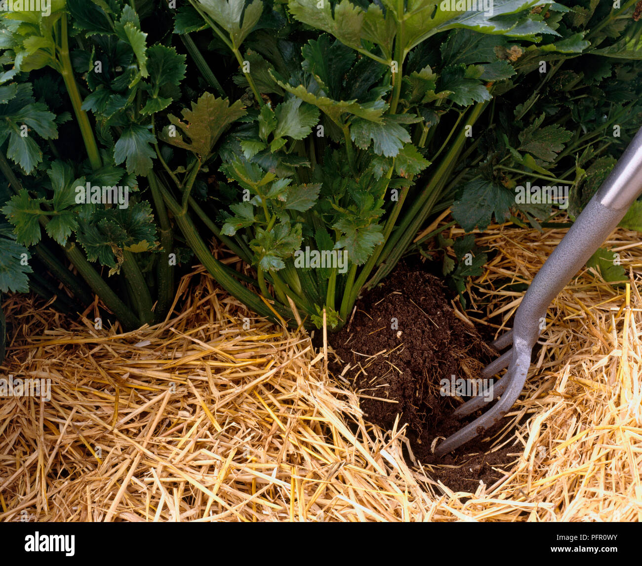 Lifting celery plants before the first frosts, clearing straw from ...