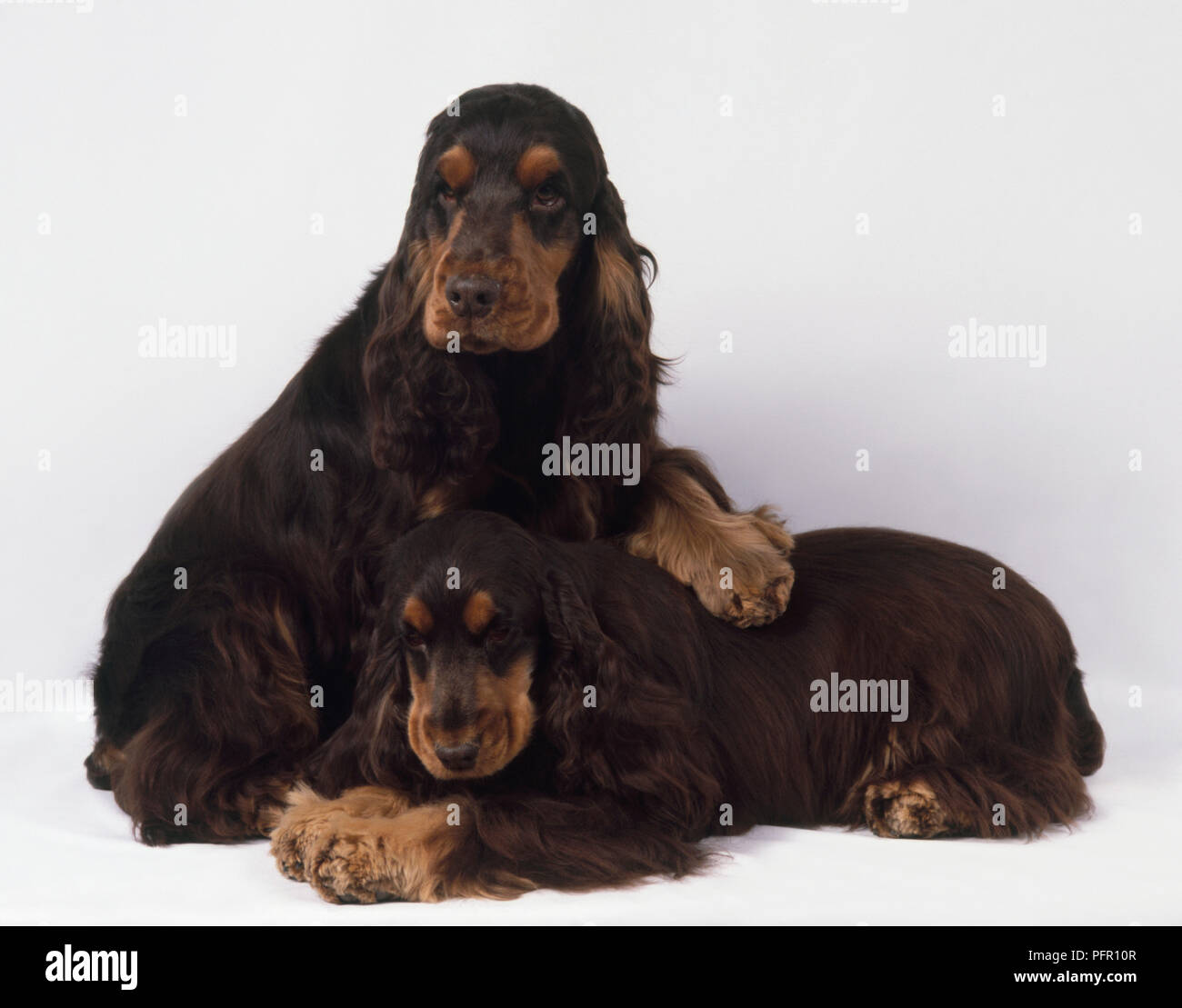 Brown and tan English Cocker Spaniels with paw of seated dog on back of ...