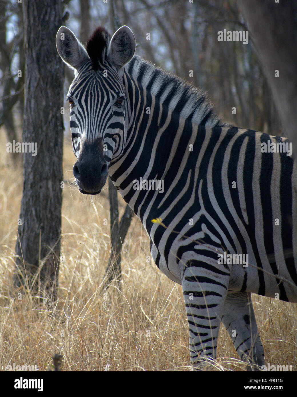 Zebra camoflage hi-res stock photography and images - Alamy