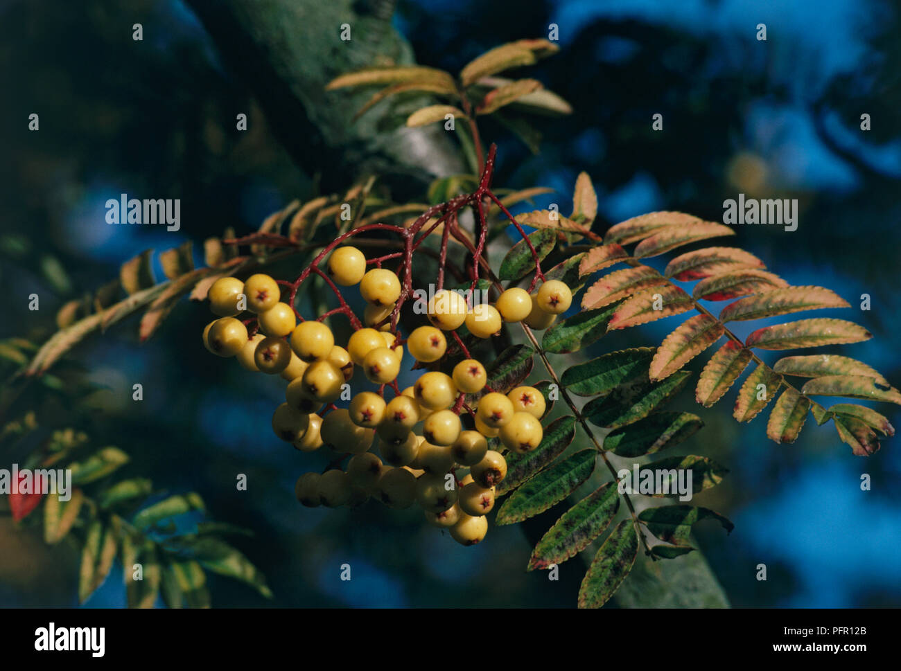 Joseph Rock Stock Photos & Joseph Rock Stock Images - Alamy