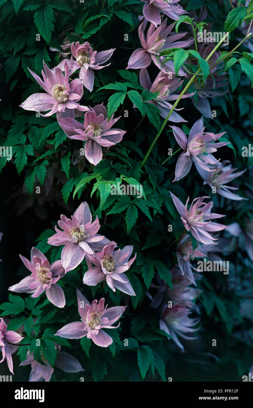 Downy Leaves And Stems High Resolution Stock Photography and Images - Alamy