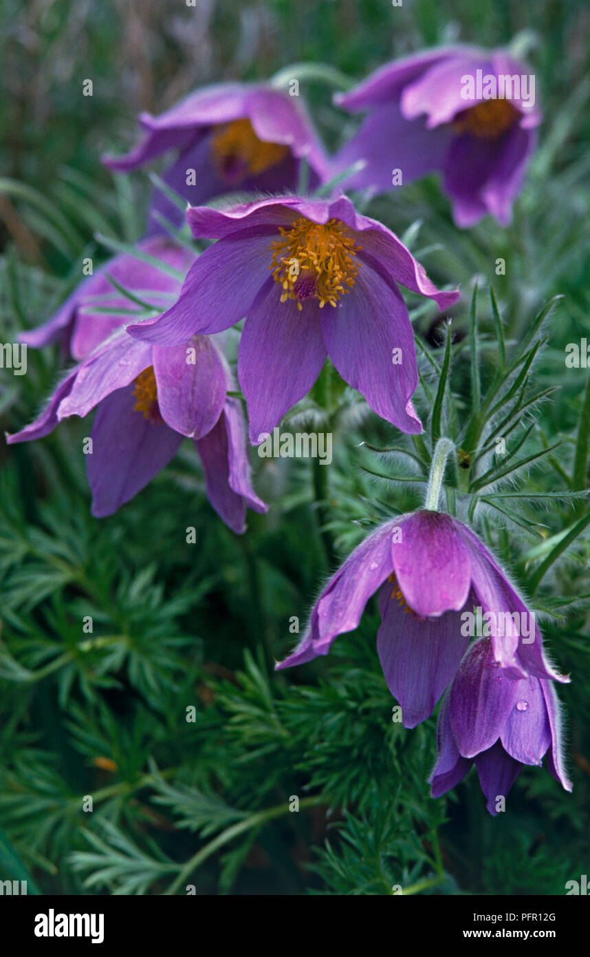 Drooping flower stems hi-res stock photography and images - Alamy