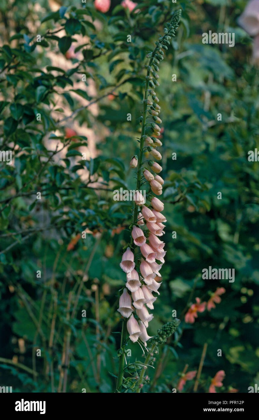 Tall Drooping Stem High Resolution Stock Photography and Images - Alamy