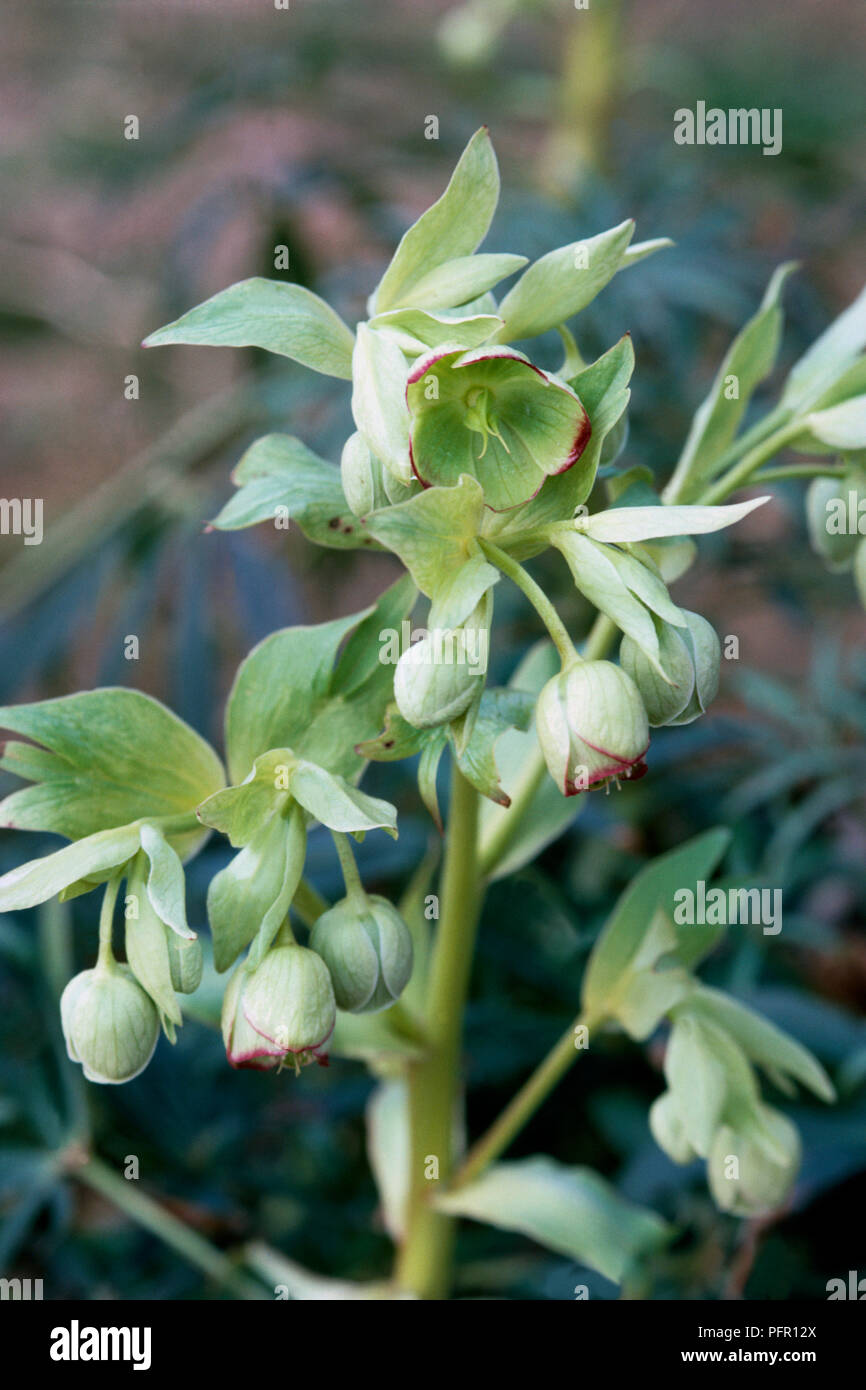 Thick stem hi-res stock photography and images - Alamy