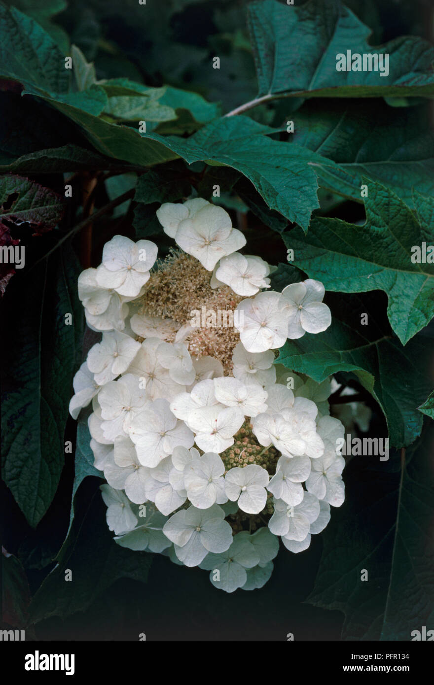 Pink oakleaf hydrangea hi-res stock photography and images - Alamy
