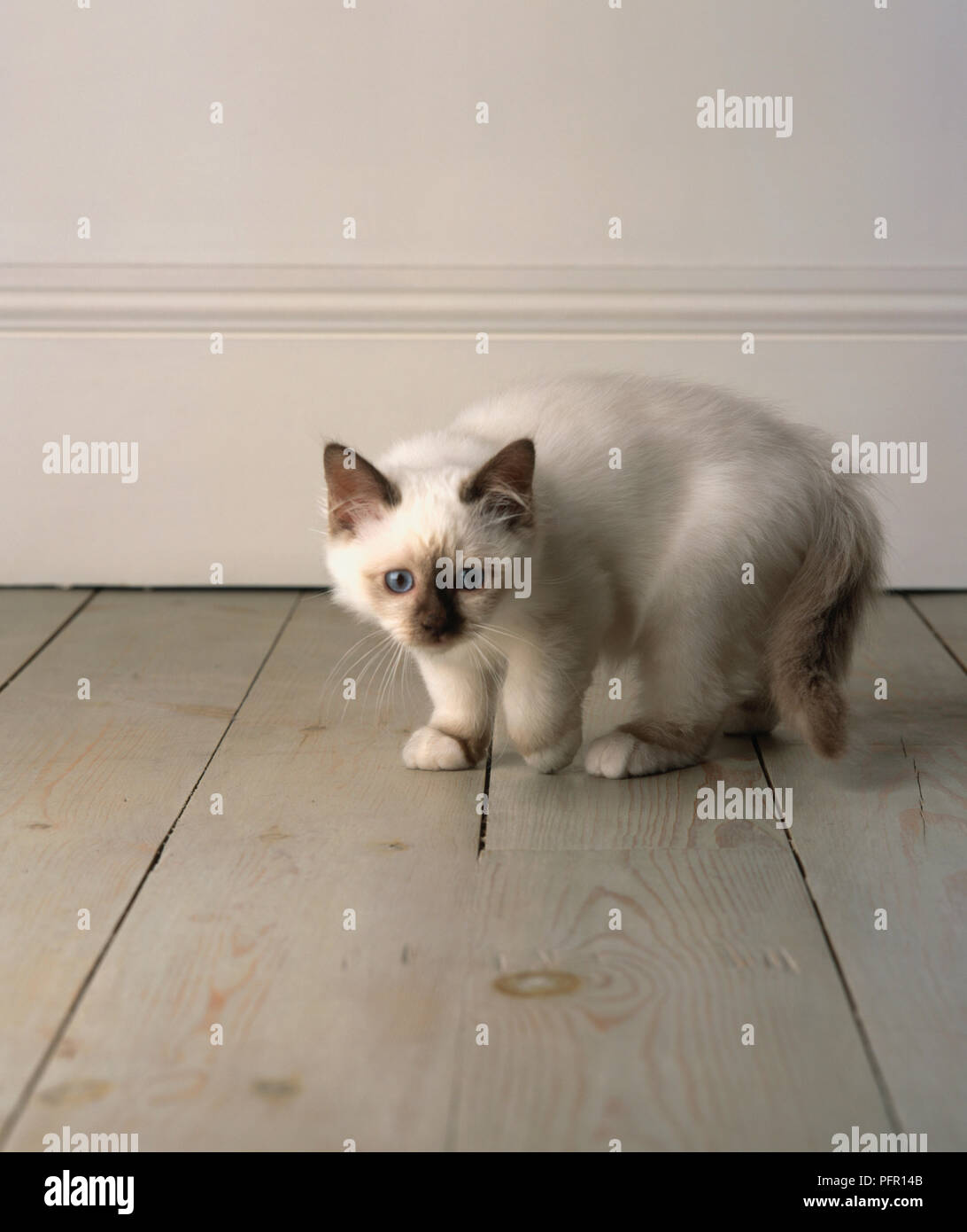 Chocolate Tabby Point Balinese kitten standing on wooden floor Stock ...
