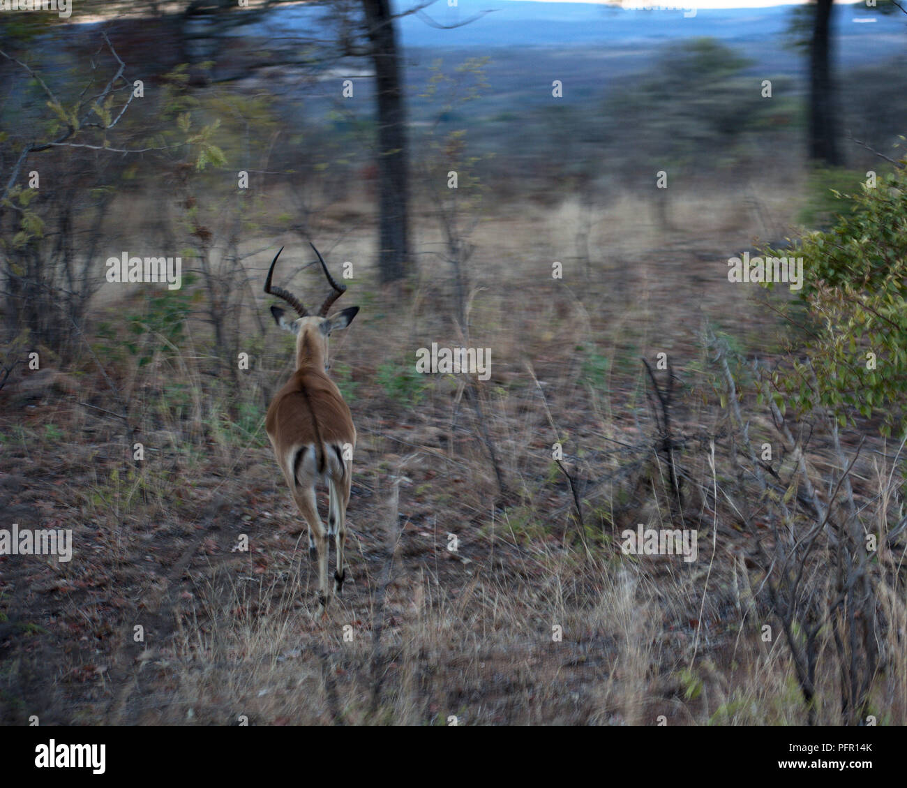 Impala at sunrise hi-res stock photography and images - Alamy