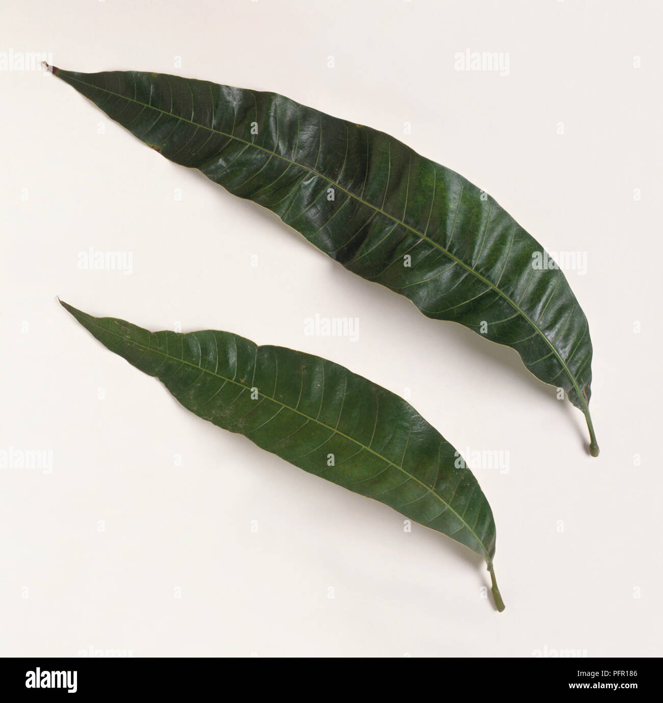 Mangifera indica (Mango), two mango leaves Stock Photo - Alamy