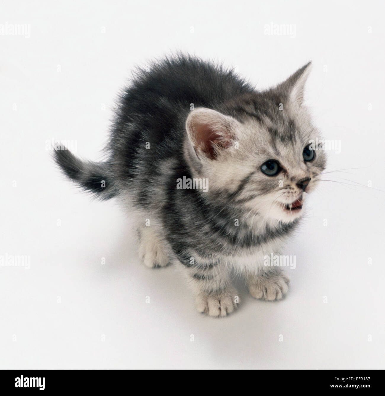 Grey kitten meowing Stock Photo - Alamy
