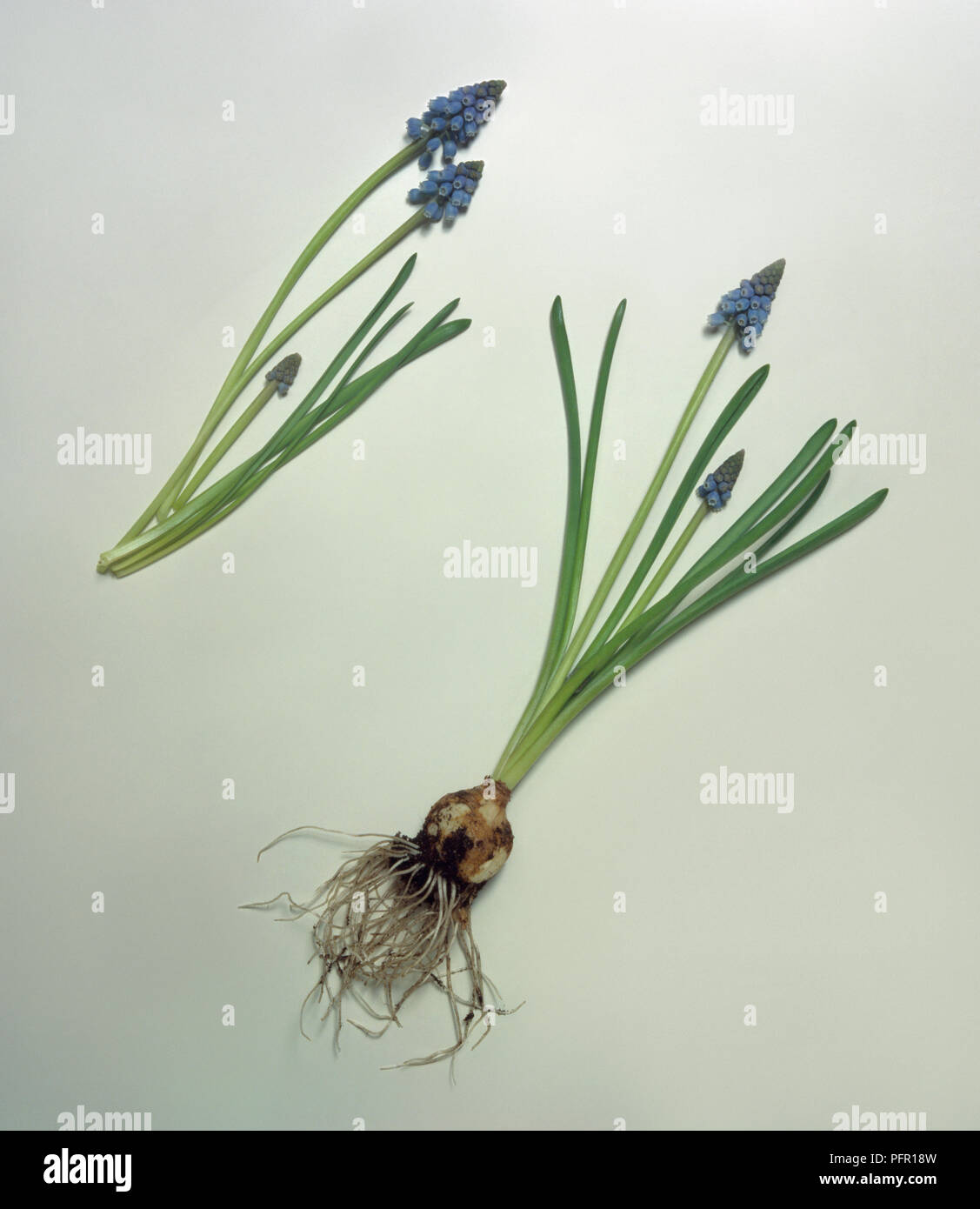 Grape hyacinth (Muscari sp.), flowers with bulbs Stock Photo - Alamy