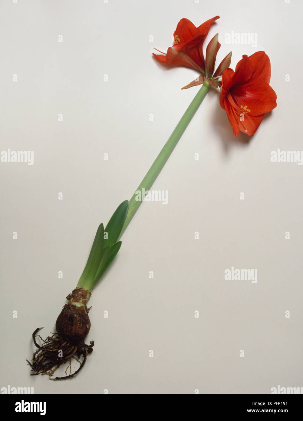 Red Amaryllis flower with bulb Stock Photo - Alamy