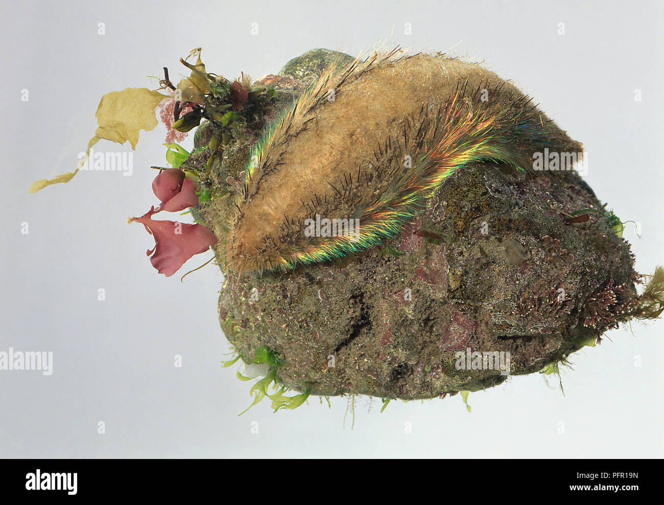 Sea mouse aphrodita aculeata hi-res stock photography and images - Alamy