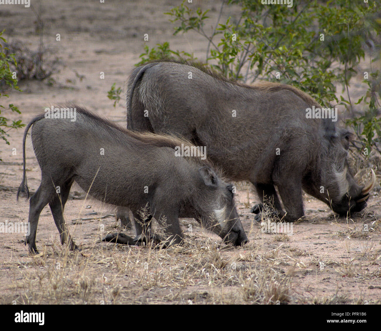 Kneeling warthogs, Kruger National Park Stock Photo - Alamy