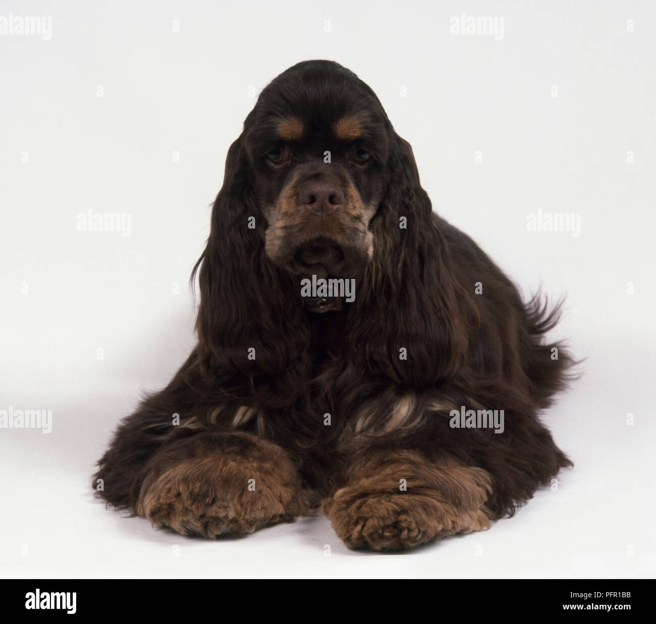 American Cocker Spaniel Brown