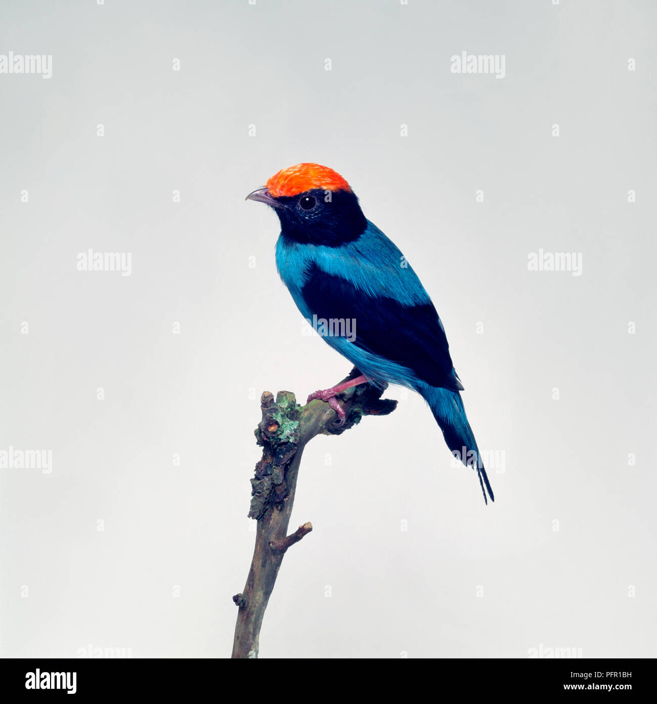Blue Manakin or Swallow-tailed Manakin (Chiroxiphia caudata) perching ...