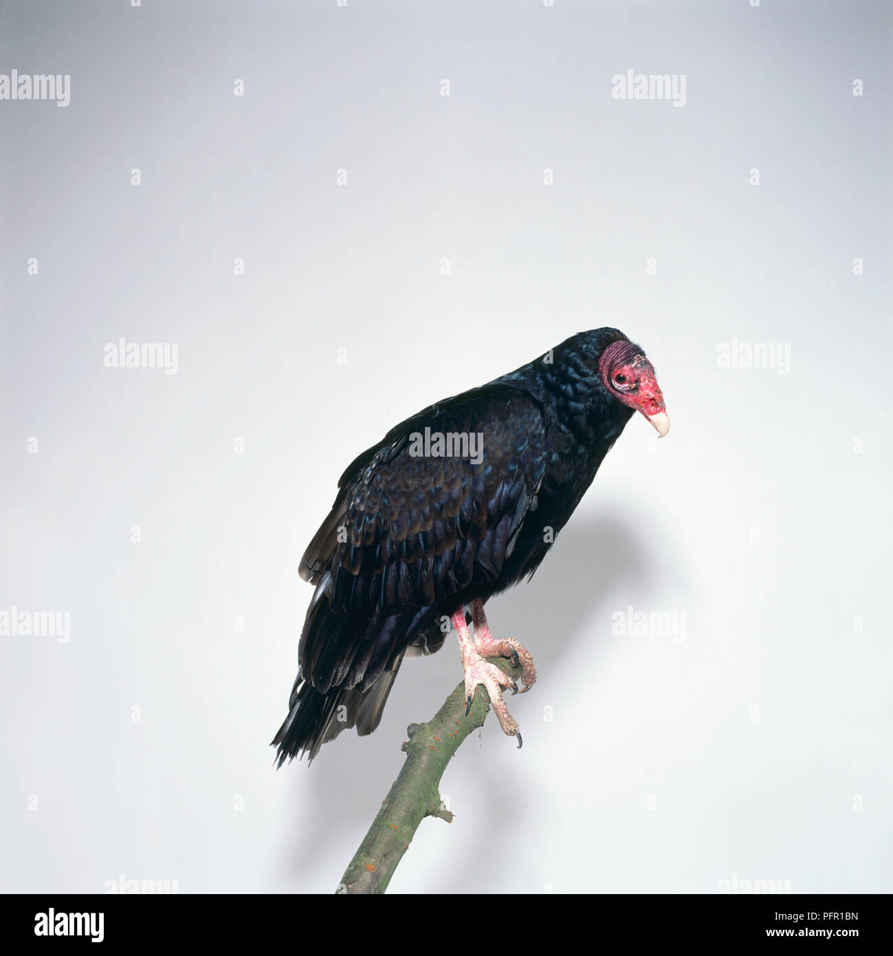 Captivity turkey hi-res stock photography and images - Alamy