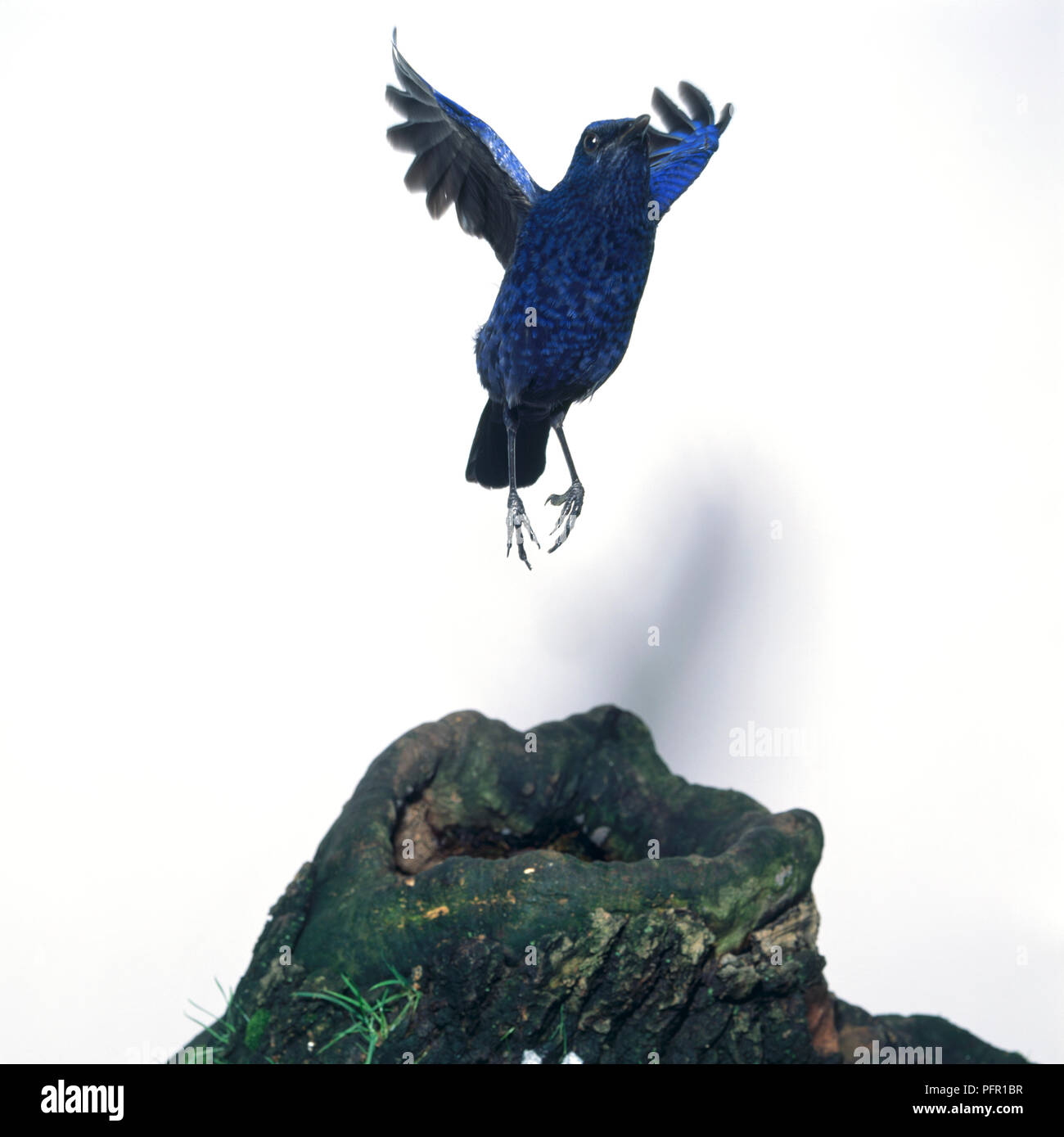 Blue Whistling-thrush (Myophonus caeruleus) moving up in flight from ...