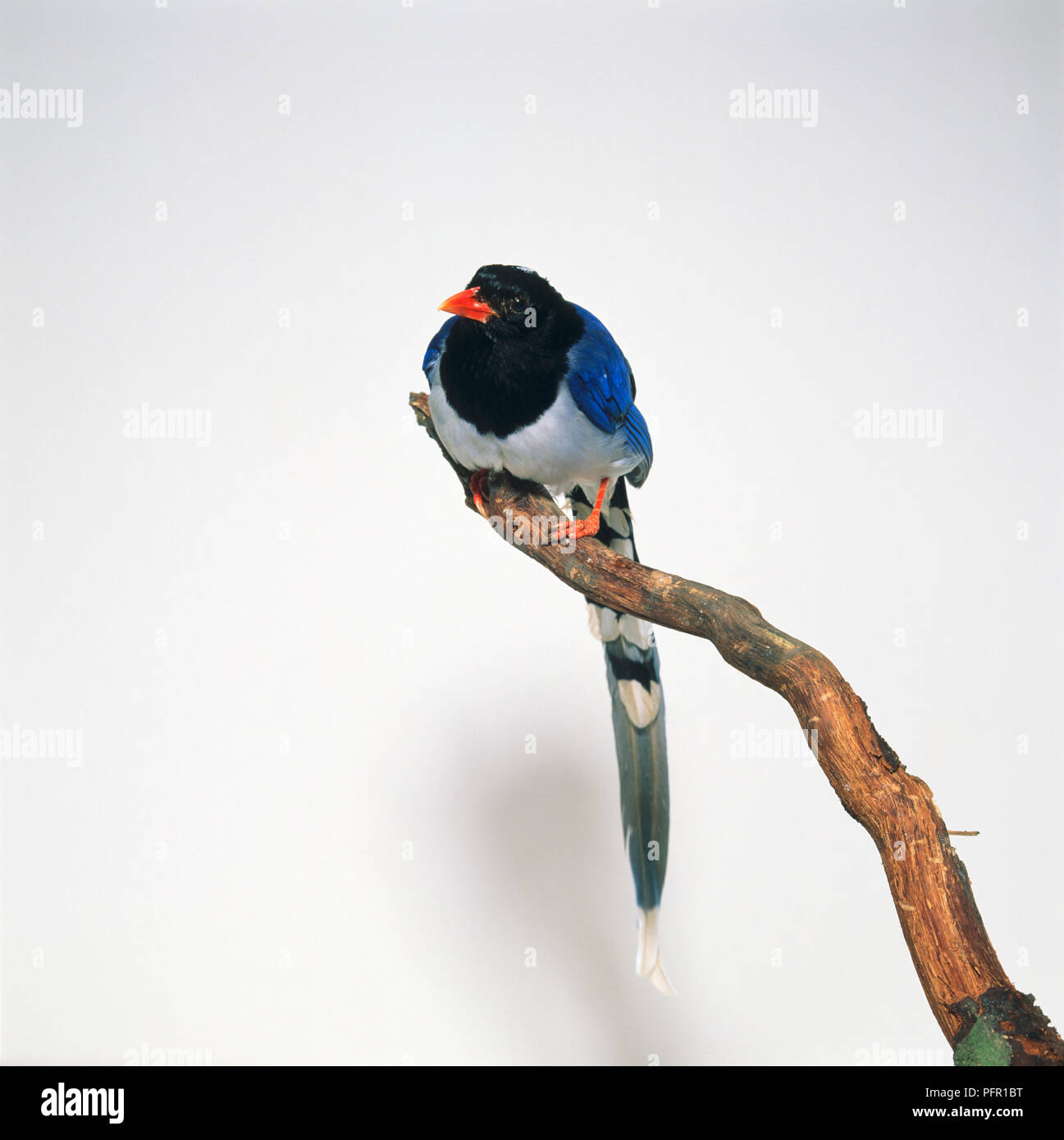 Red-billed Blue Magpie (Urocissa erythrorhyncha) perching on branch ...