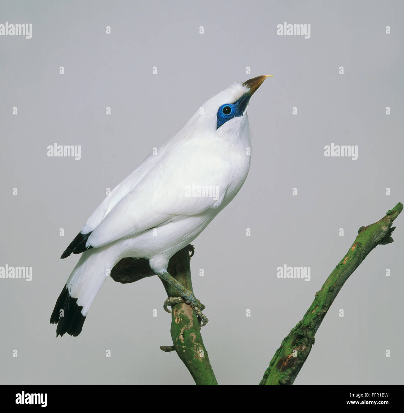 Black and white starling hi-res stock photography and images - Alamy