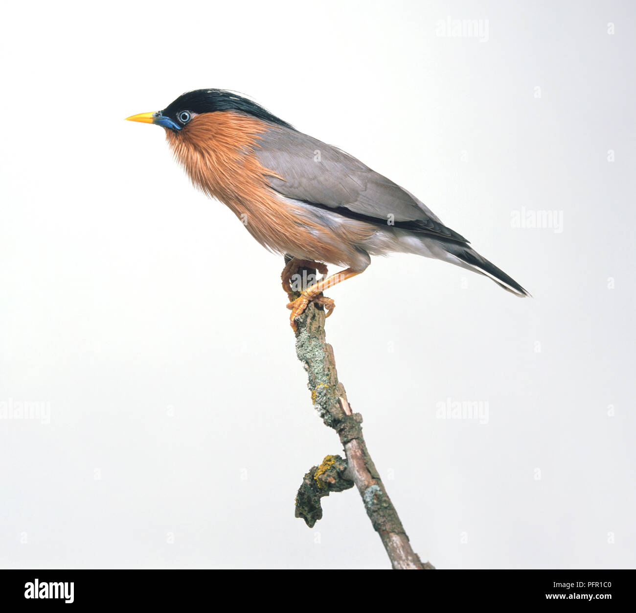Brahminy Myna or Brahminy Starling (Sturnia pagodarum) perching on ...