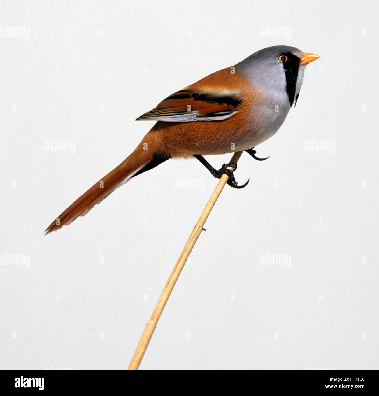 Bearded panurus biarmicus hi-res stock photography and images - Alamy