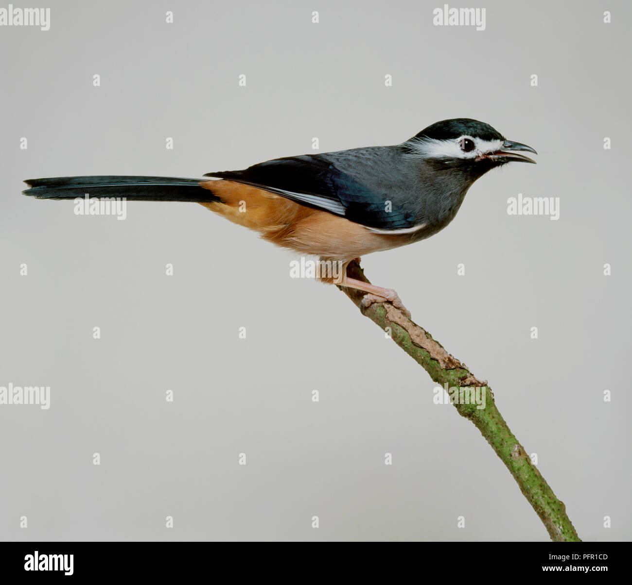 White-eared Sibia (Heterophasia auricularis) perching on branch Stock ...