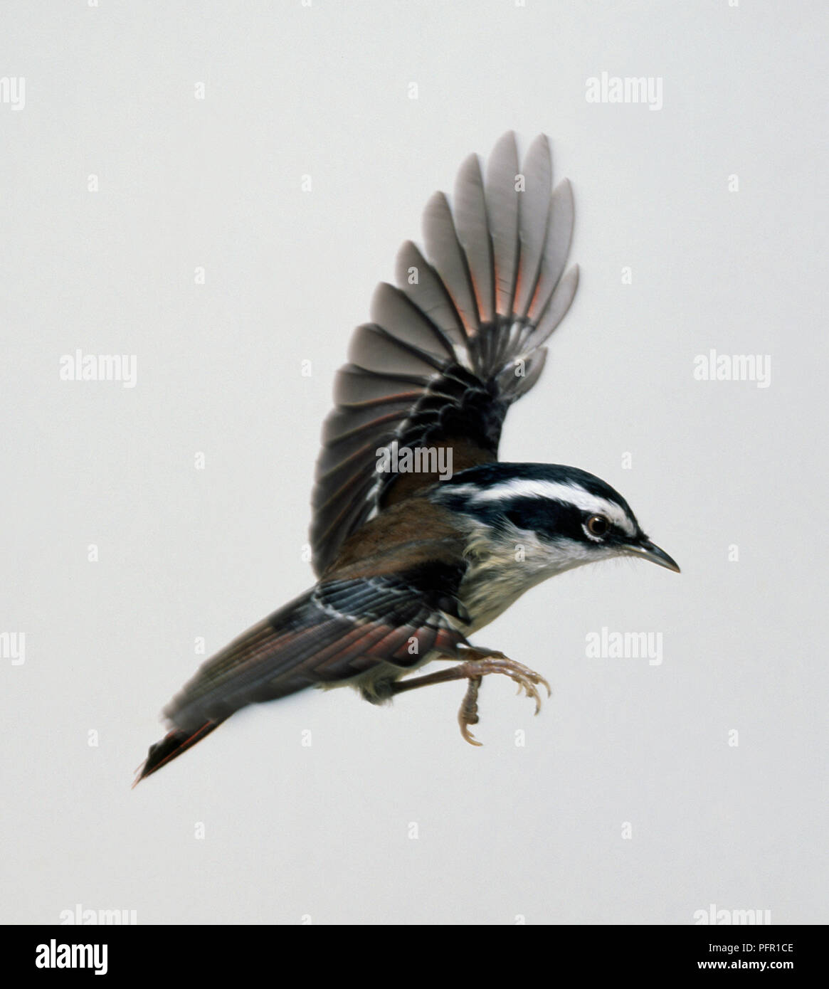 Red-tailed Minla (Minla ignotincta) in flight preparing to land Stock ...