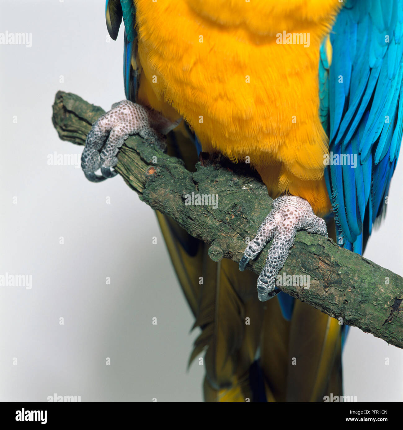 Gripping feet hi-res stock photography and images - Alamy