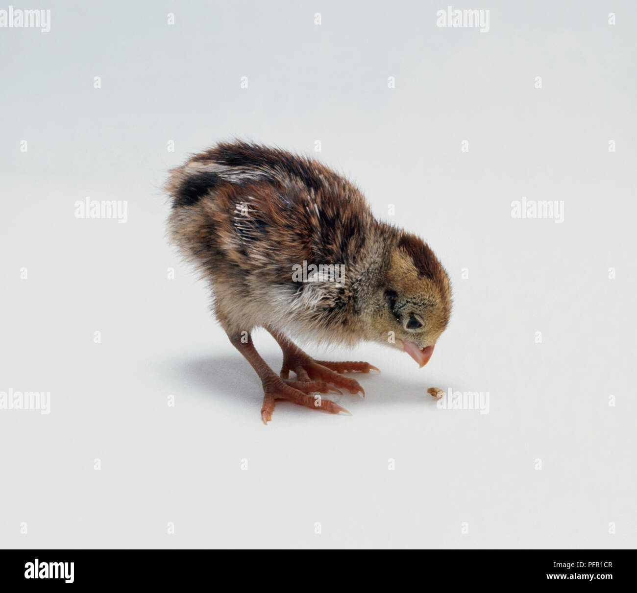 Seven day old Montezuma Quail (Cyrtonyx montezumae) chick looking down ...